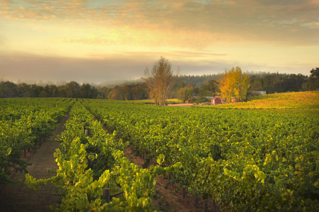 Ramey Wine Cellars - Discover California Wines