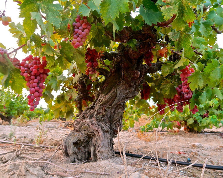 Lodi: History, Hospitality and Heart - Discover California Wines