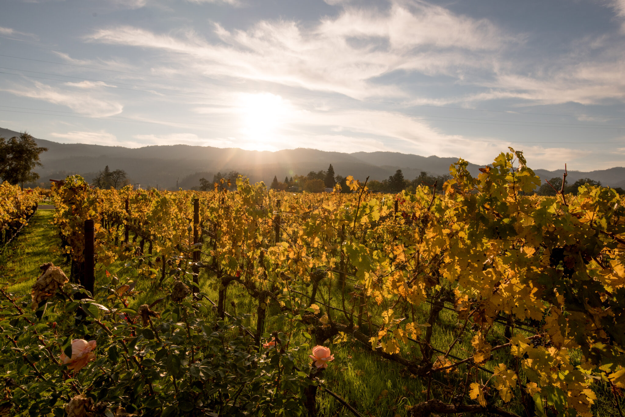 How to Plan the Perfect Napa Getaway - Discover California Wines