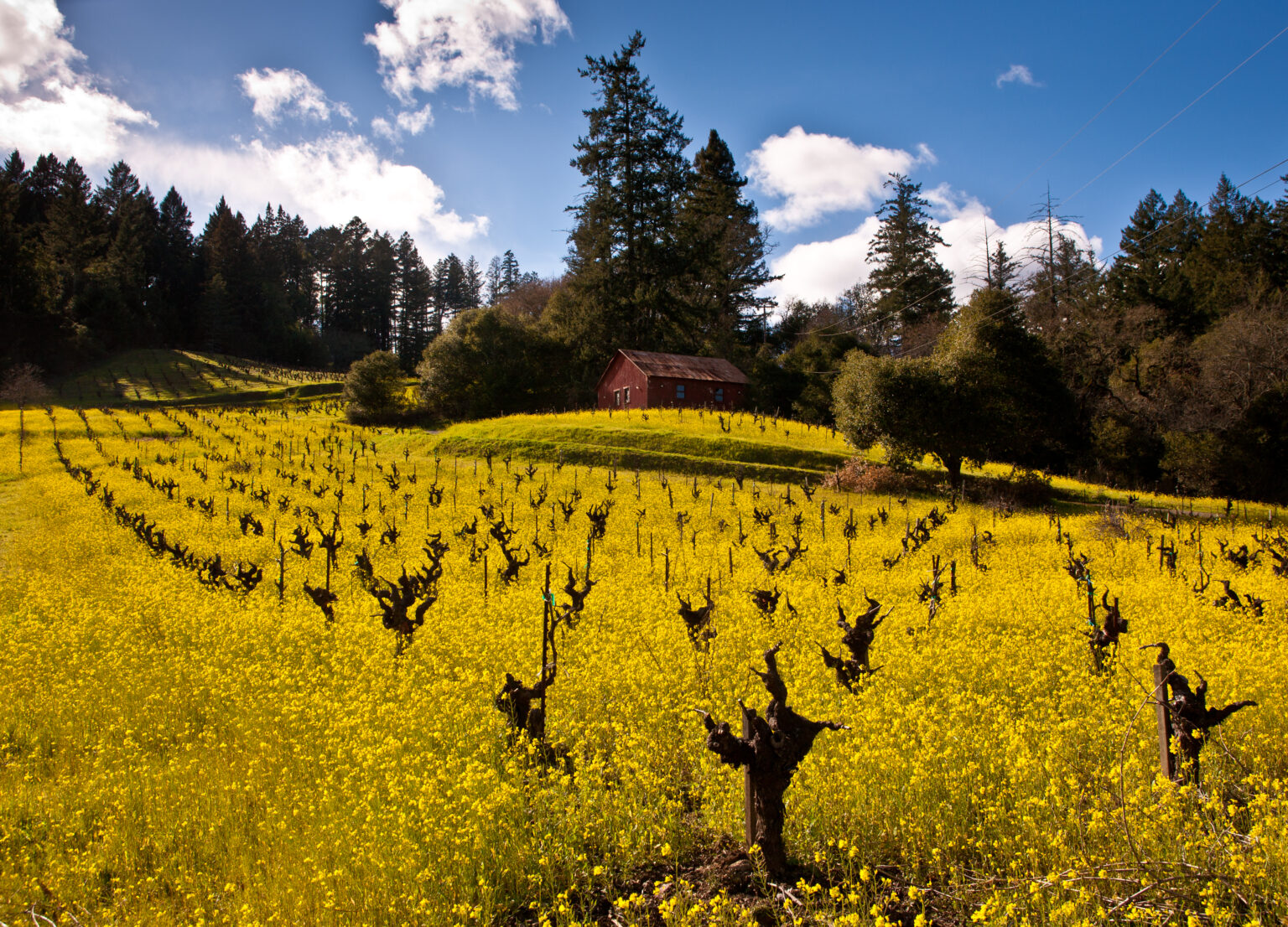 The Wine Lovers Guide to Sonoma Wine Country - Discover California Wines
