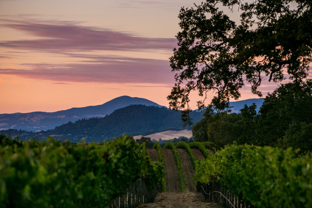 The Wine Lovers Guide to Sonoma Wine Country - Discover California Wines