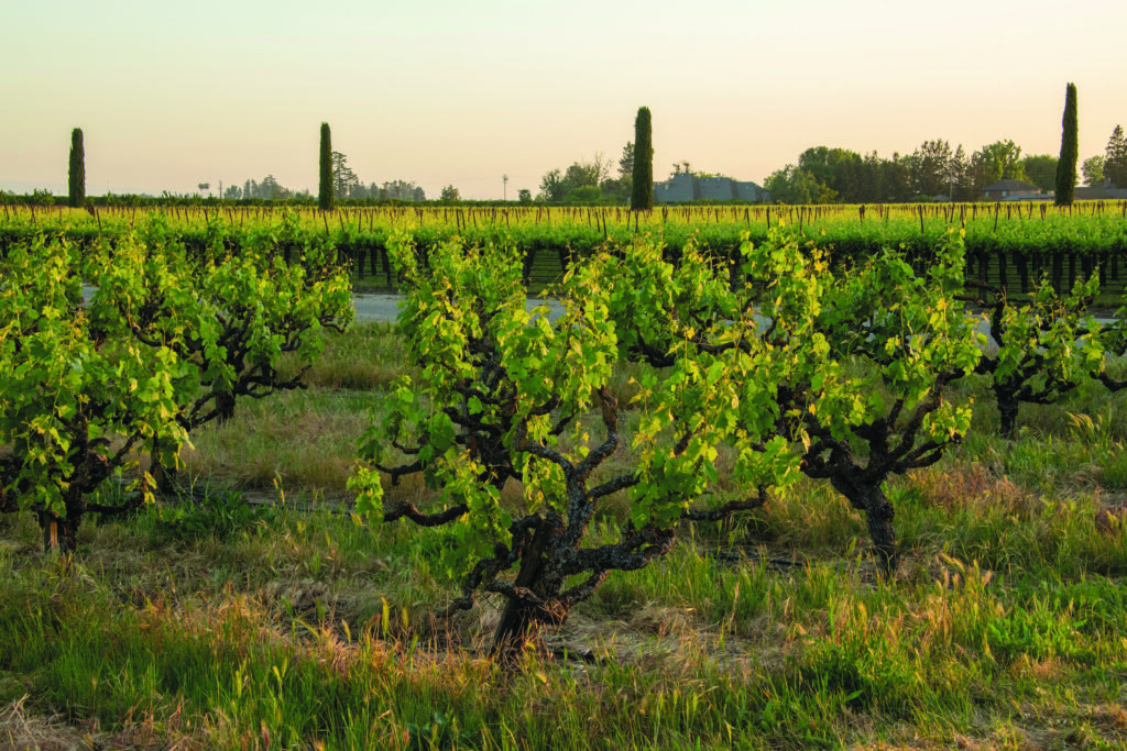 Lodi: History, Hospitality and Heart - Discover California Wines