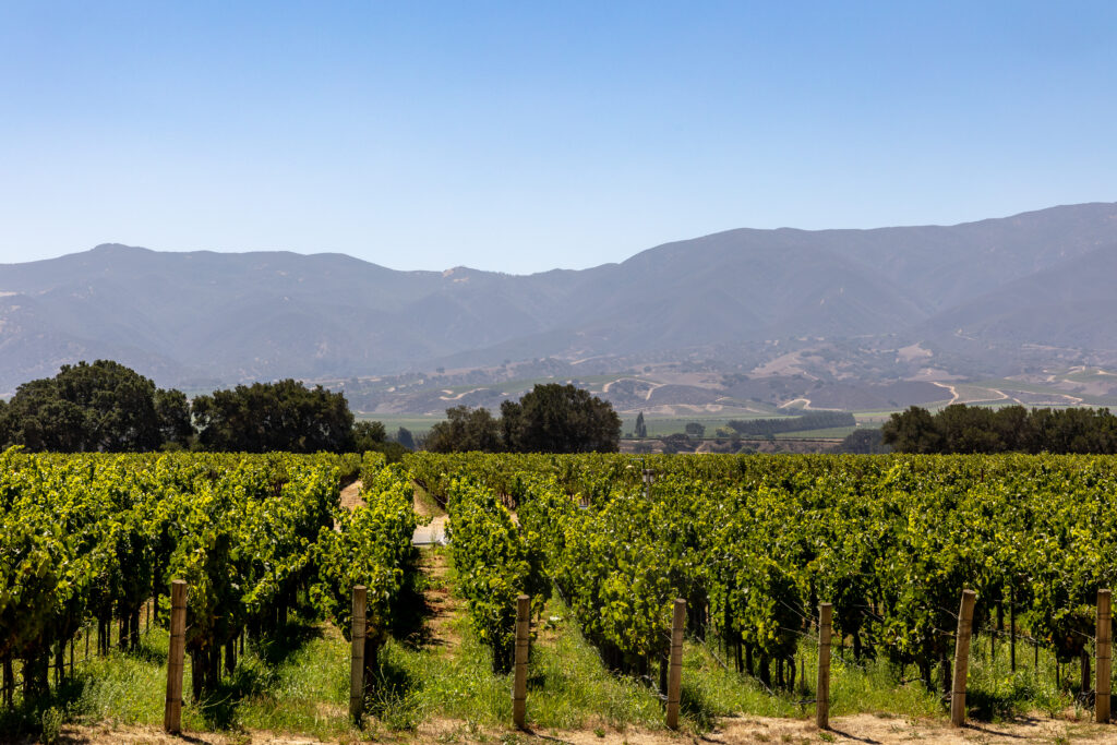 Beautiful Wines & Scenery in Monterey - Discover California Wines