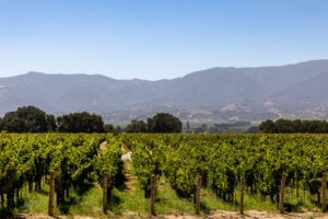 Beautiful Wines & Scenery in Monterey - Discover California Wines