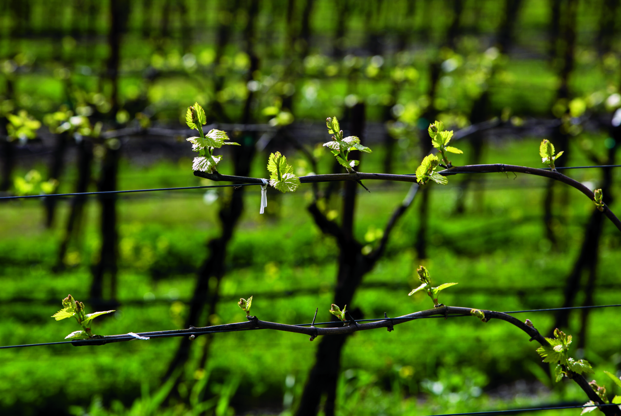 Vineyard Awakening: A Glimpse into Spring Bud Break - Discover ...