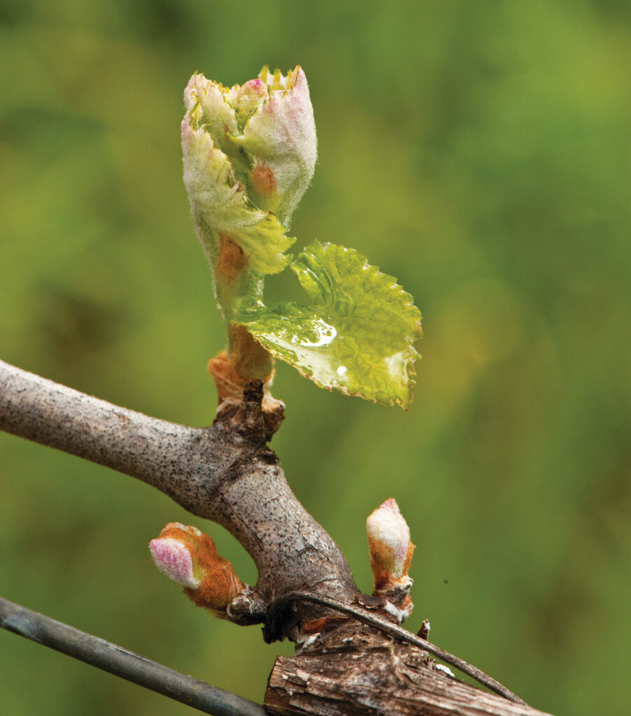 Vineyard Awakening: A Glimpse into Spring Bud Break - Discover ...