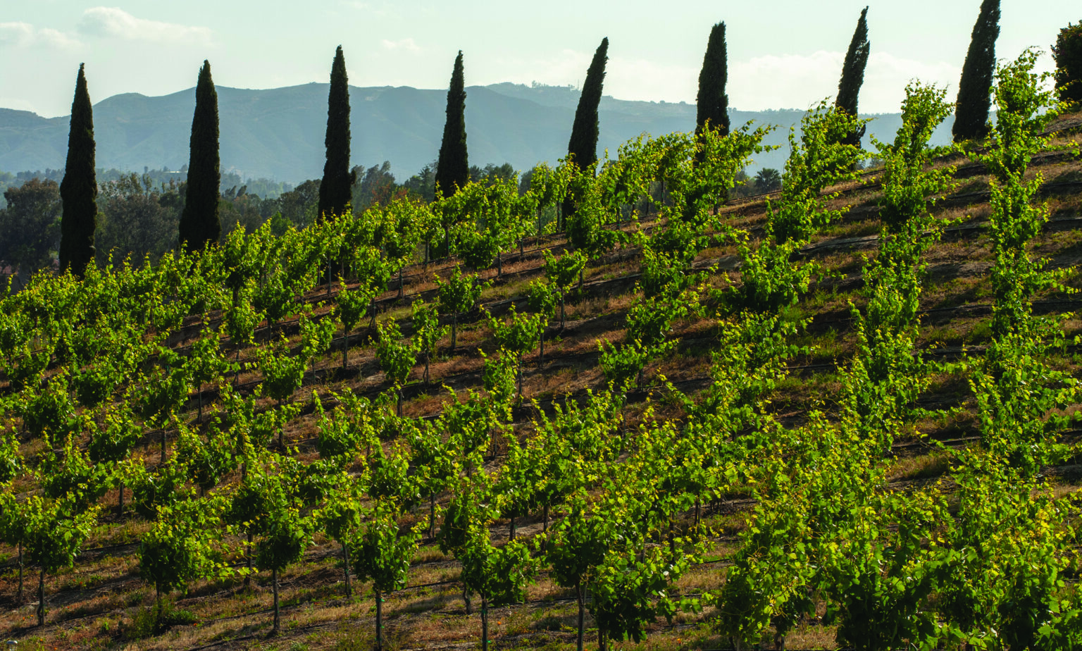 Temecula Valley Wineries Are SoCal's Best-Kept Wine Secret - Discover ...
