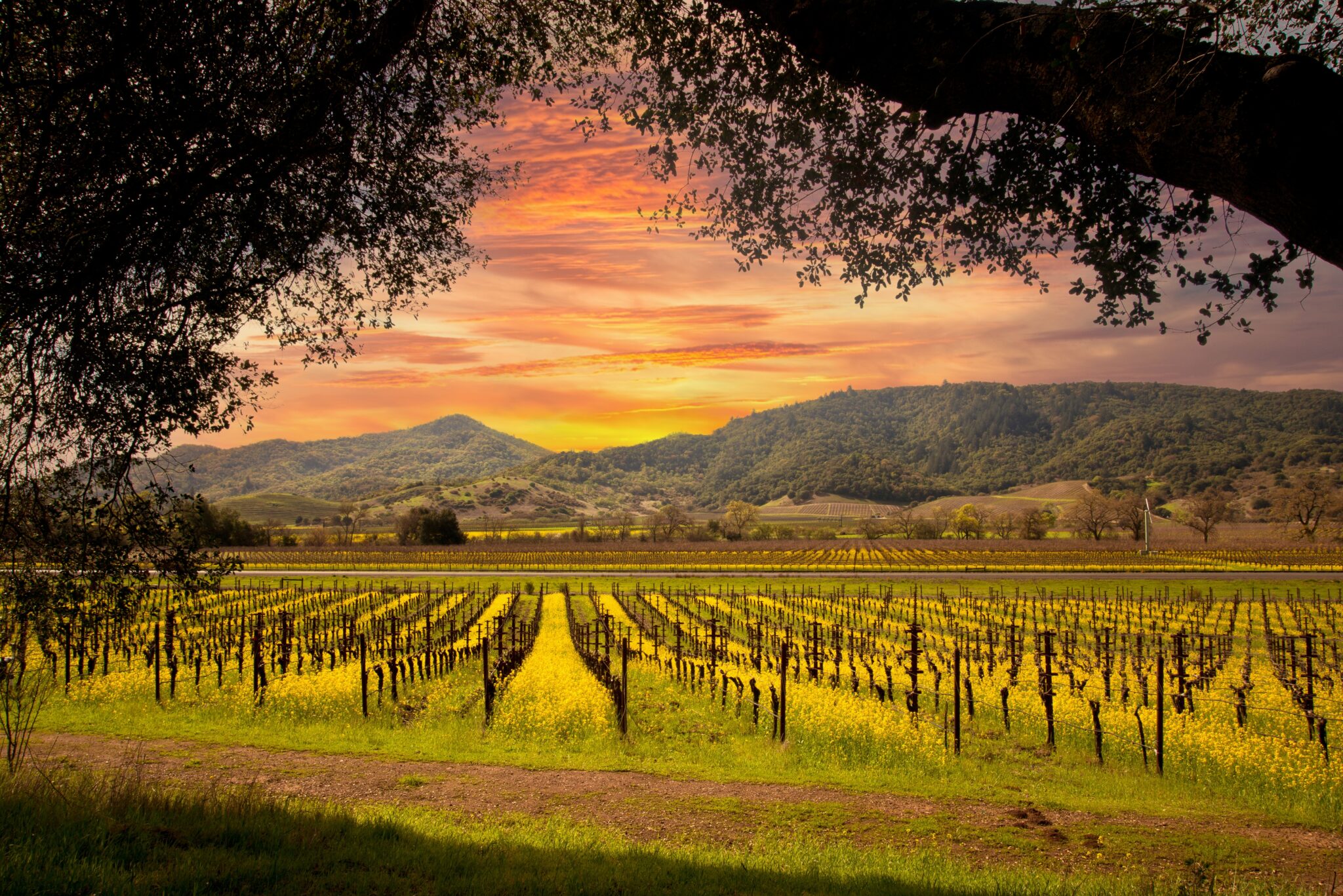 Famous Foods California is Known For - Discover California Wines