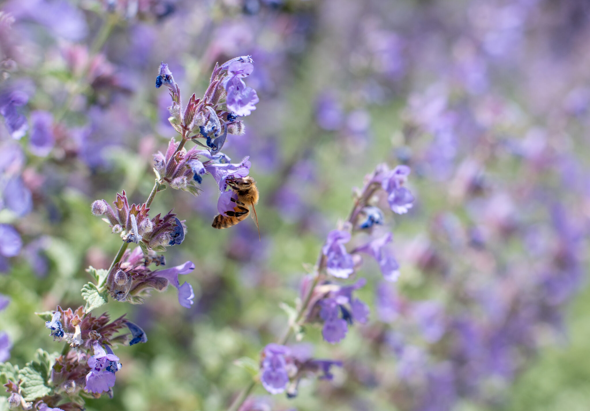 Famous Foods California is Known For - Discover California Wines