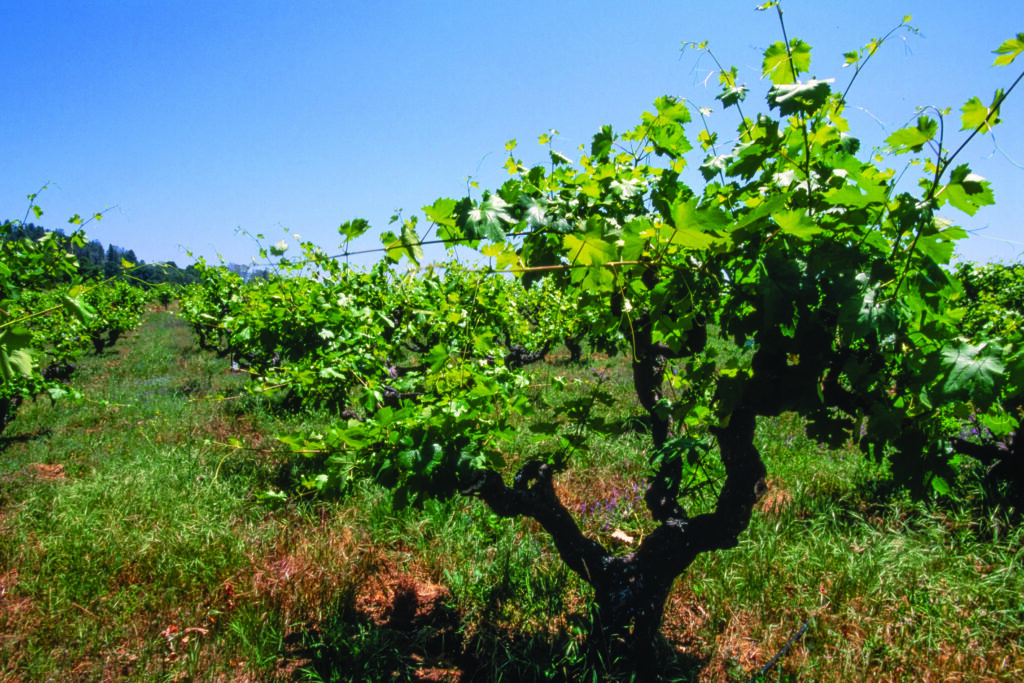 Famous Foods California is Known For - Discover California Wines